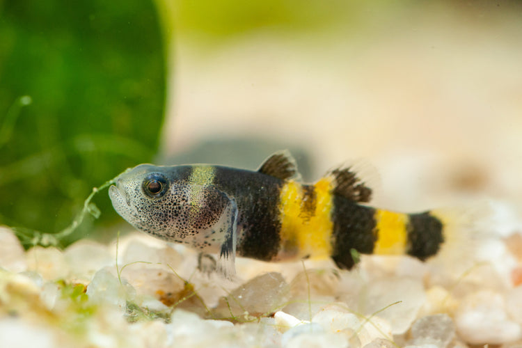 Bumble Bee Gobies Perfect for Beginners |True Blue Aquariums