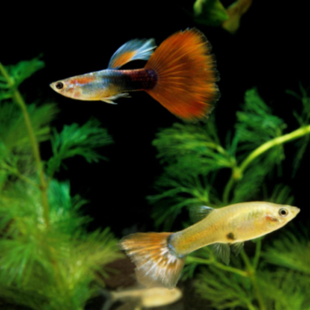 Live fish Cairns – True Blue Aquariums