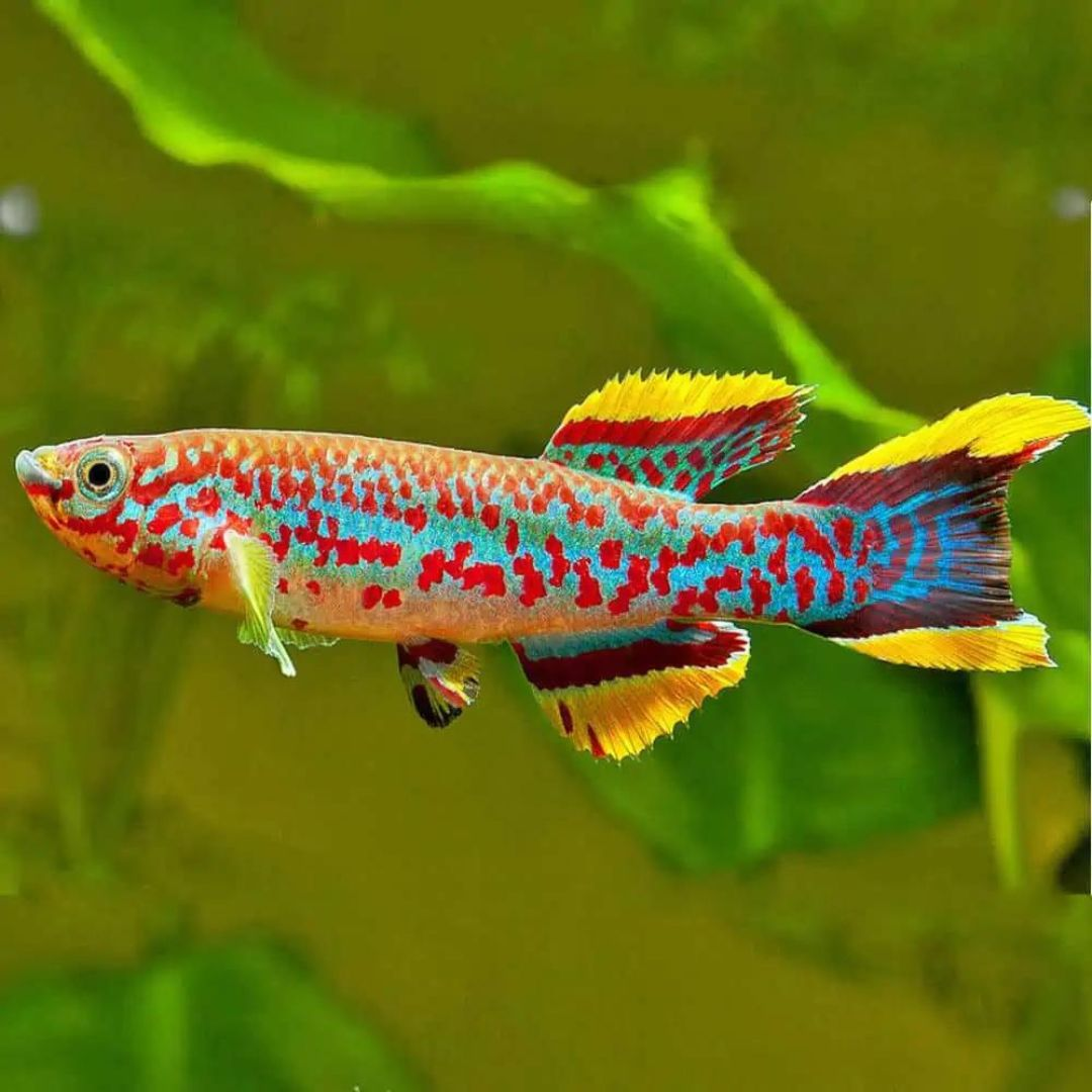 Killifish Fish Cairns – True Blue Aquariums