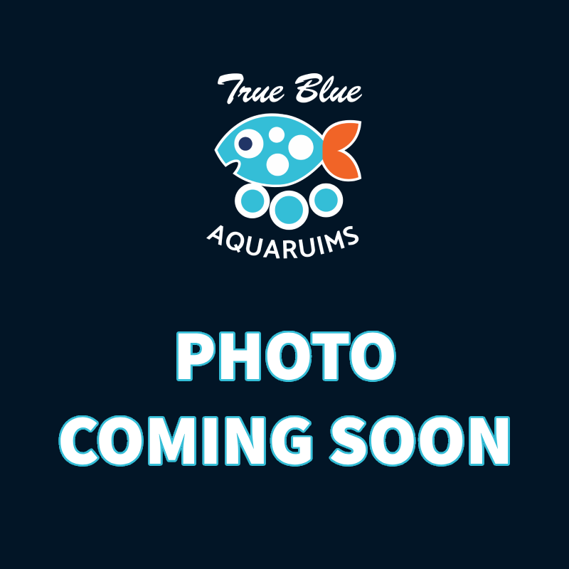 Sample Fish – True Blue Aquariums