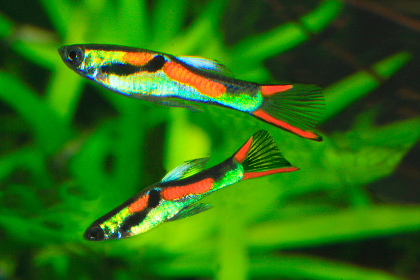 3 For $20, Endler Guppies – True Blue Aquariums