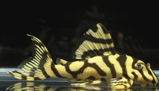 L134, Leopard Frog x1 - SOLD OUT – True Blue Aquariums