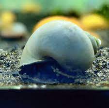 Blue Snails – True Blue Aquariums