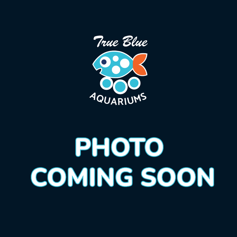 Butterfly Fish x1 – True Blue Aquariums