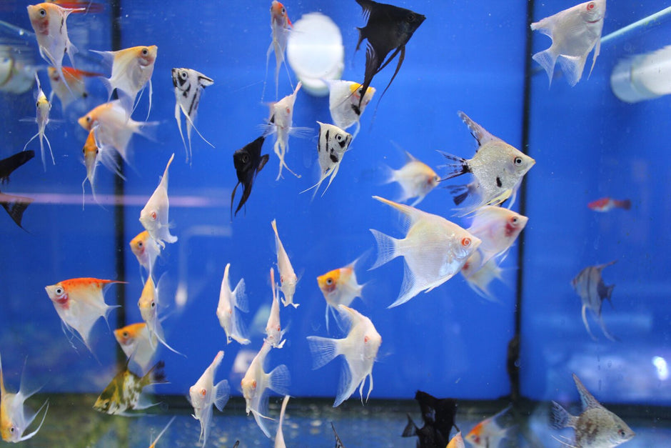 Angel Fish For Sale – True Blue Aquariums